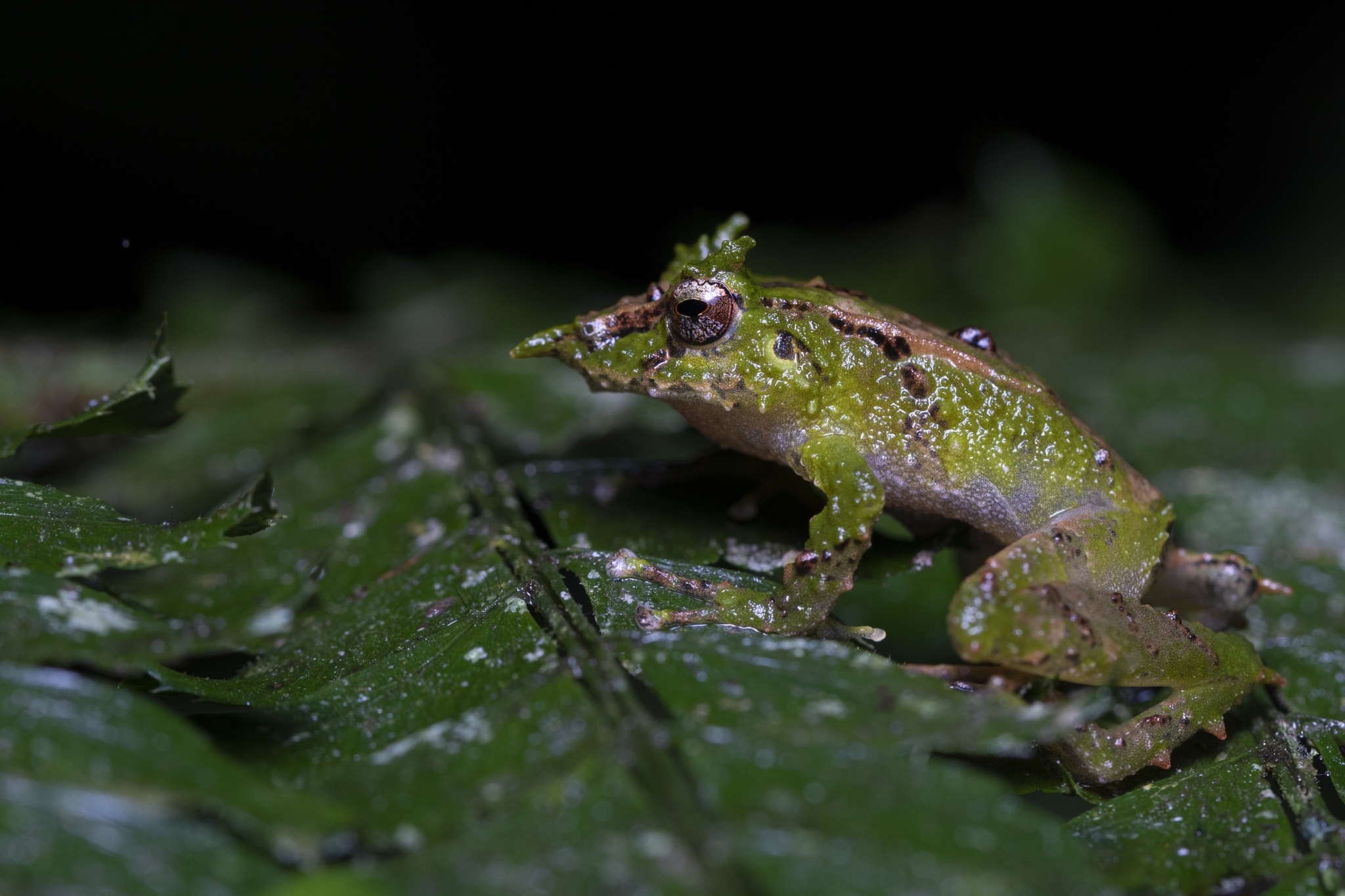 Pristimantis appendiculatus (Werner, 1894)