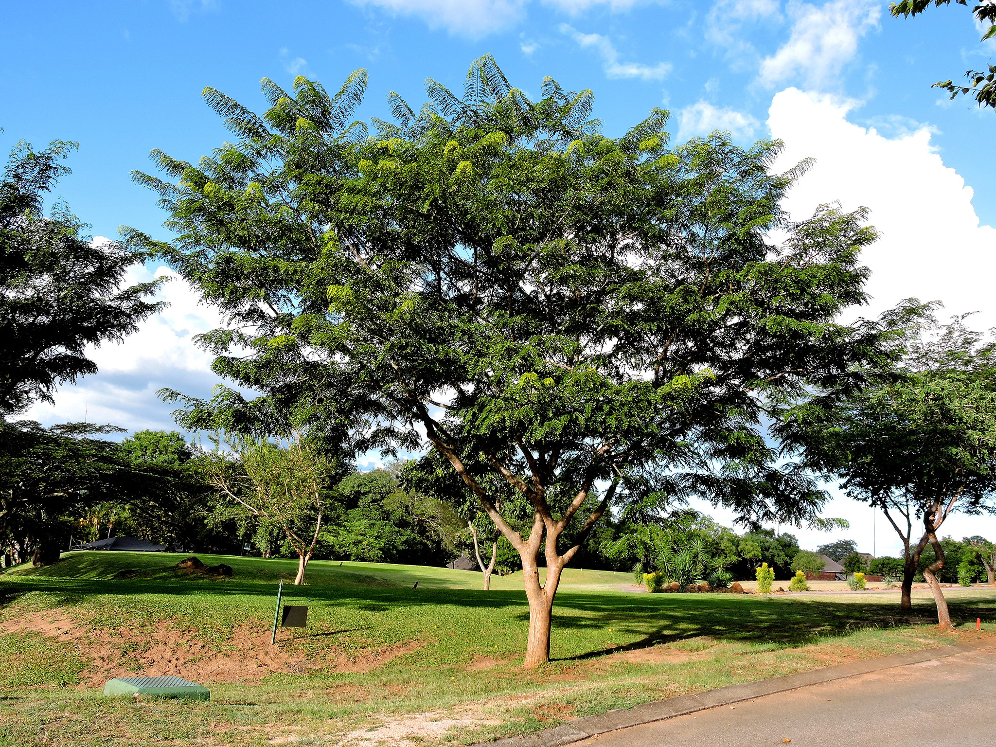 Cordyla africana Lour.