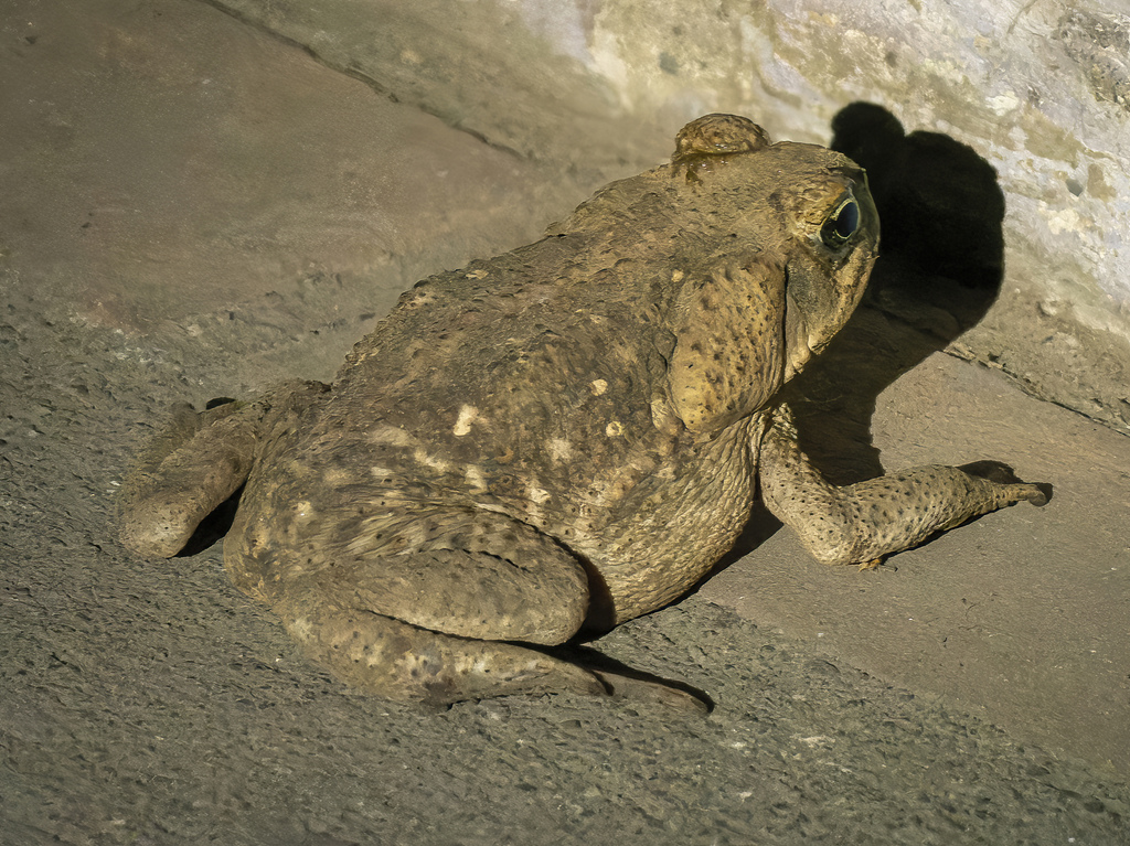 Giant Toad from Monterrico, Guatemala on February 16, 2022 at 06:39 AM ...