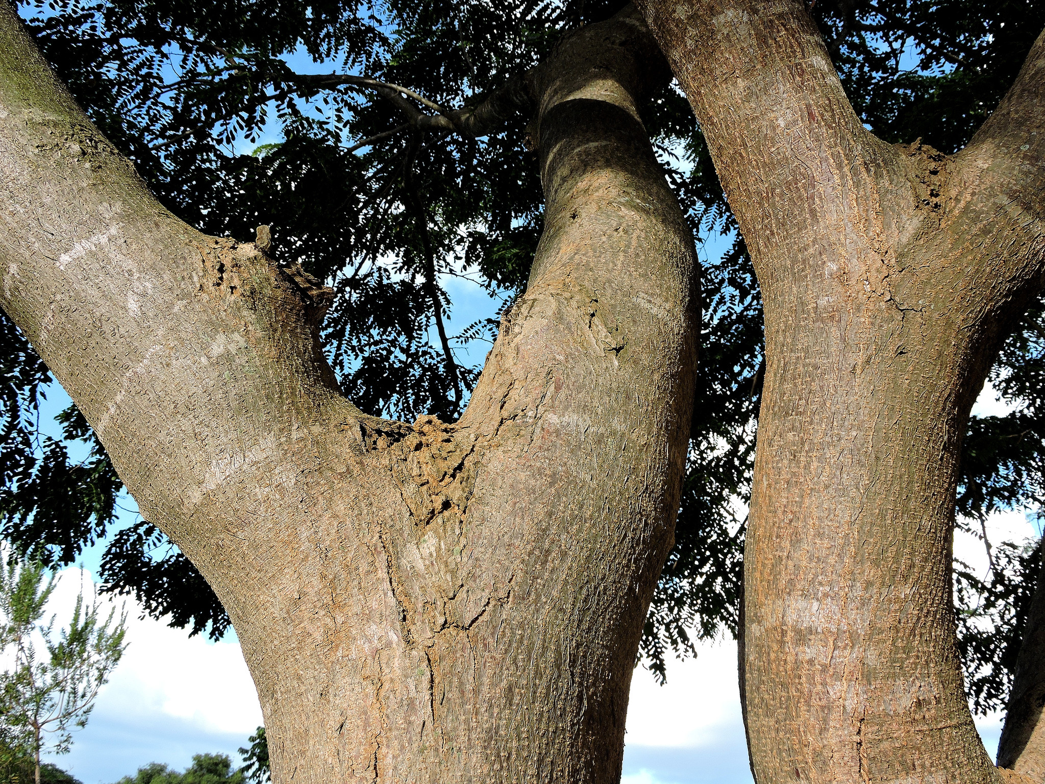 Cordyla africana Lour.