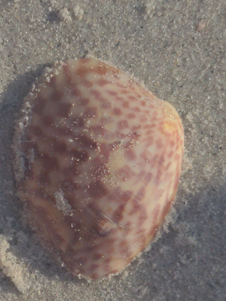 Calico Clam from Sanibel, FL 33957, USA on February 19, 2022 at 05:07 ...
