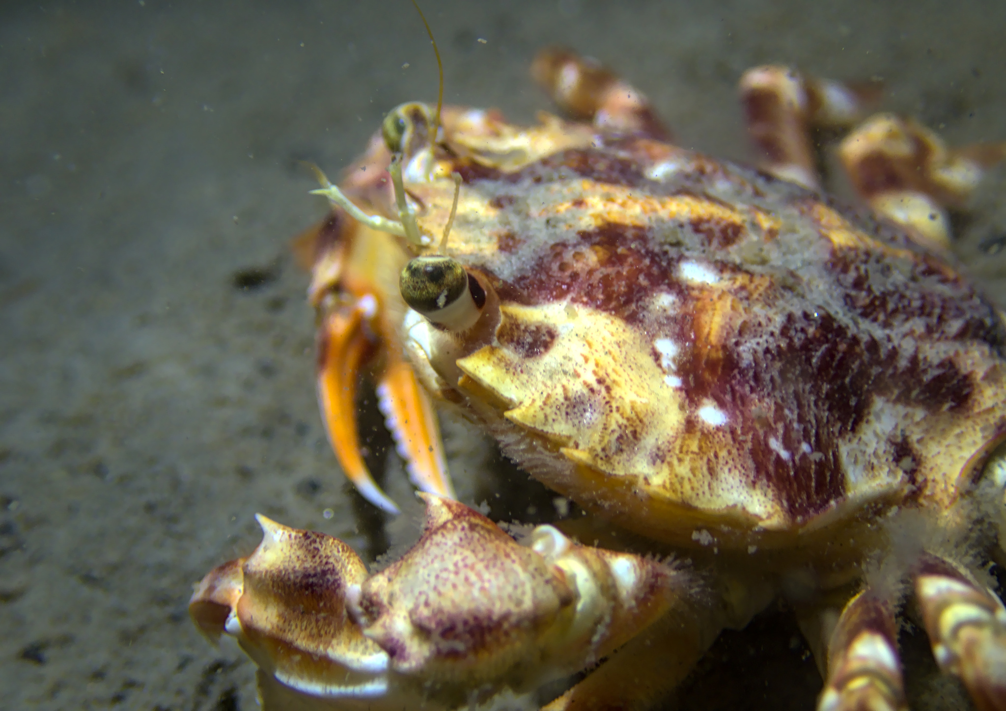 Liocarcinus depurator (Linnaeus, 1758)