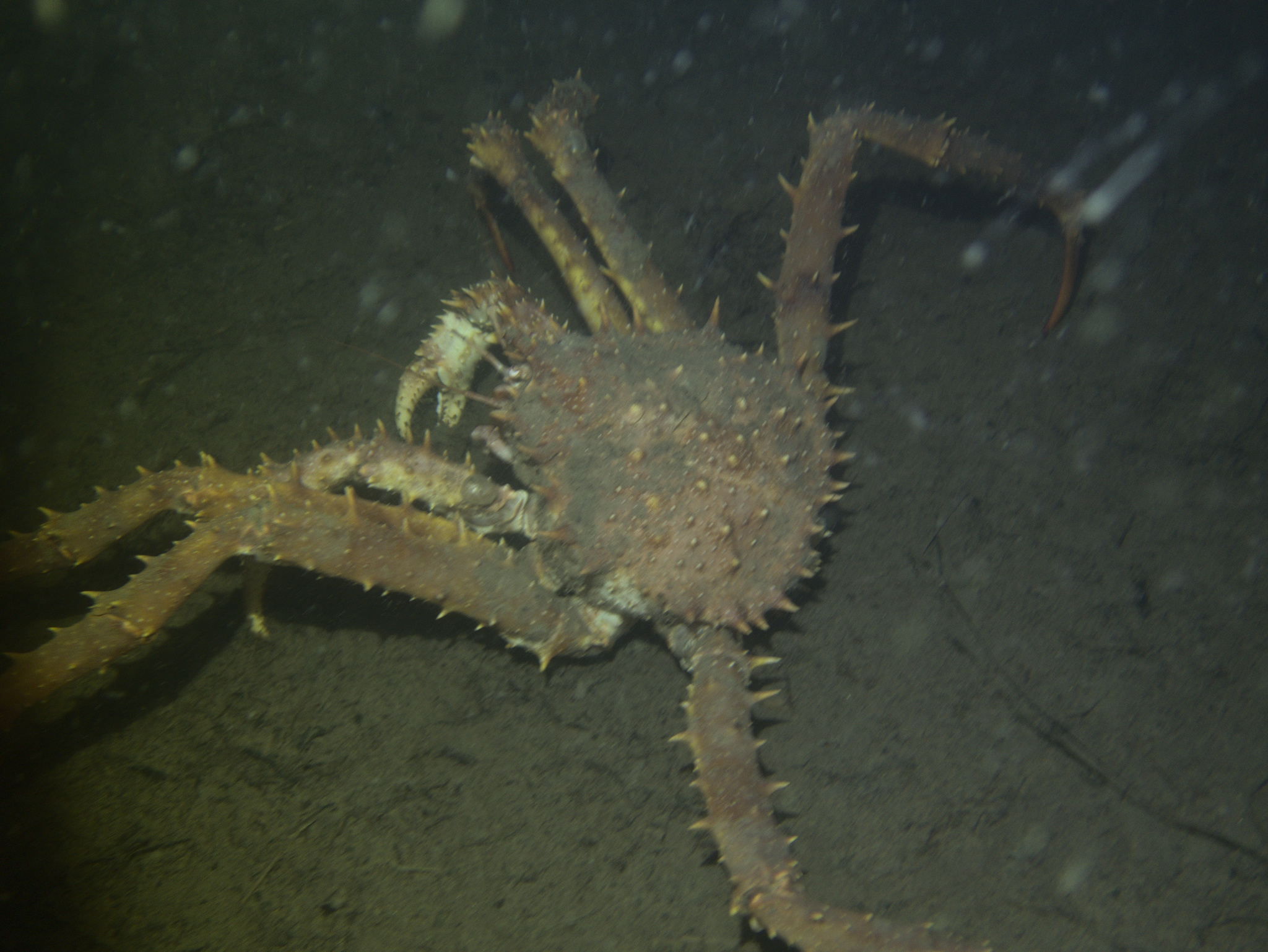 Lithodes maja (Linnaeus, 1758)