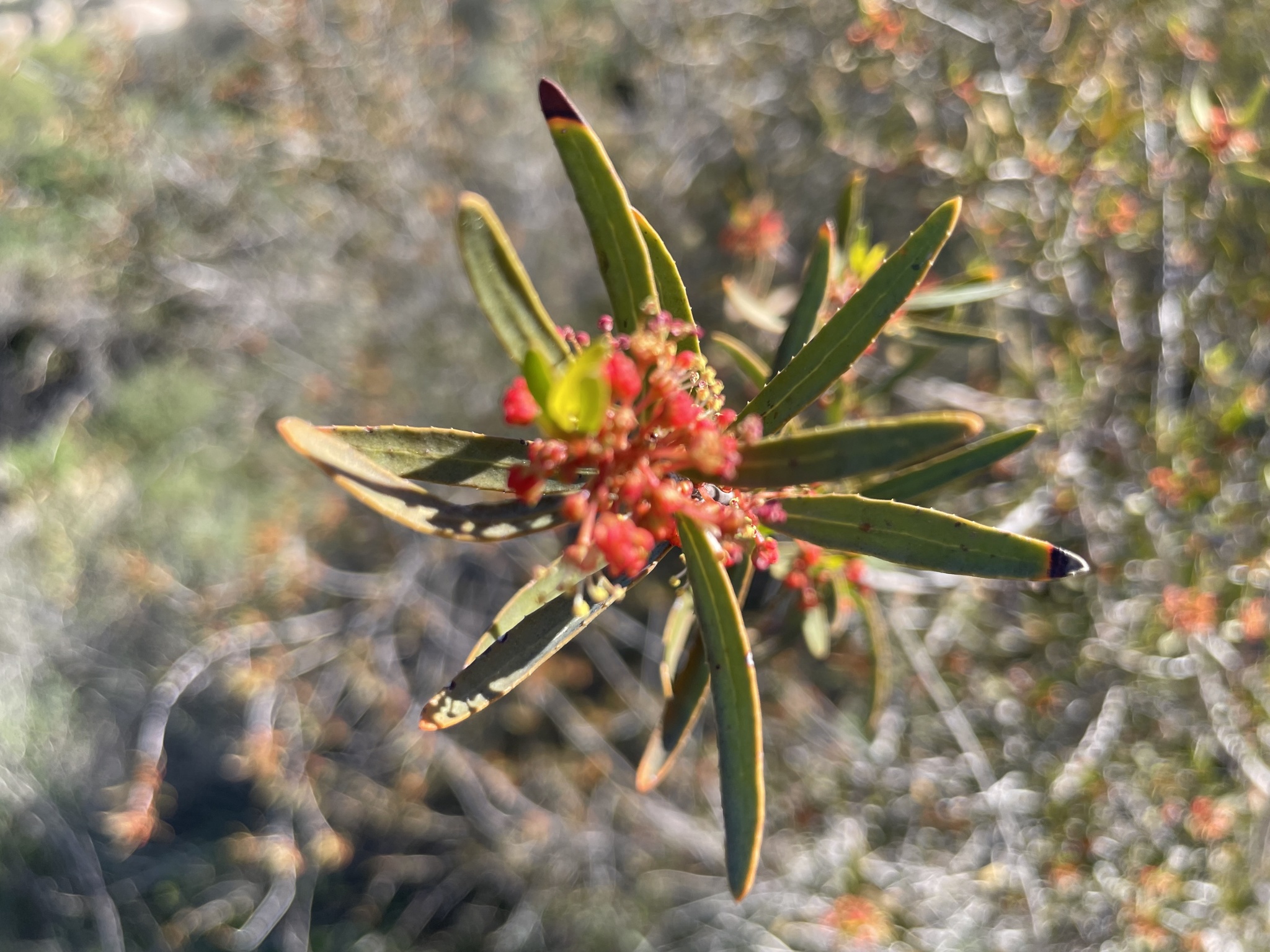 Tetracoccus dioicus Parry