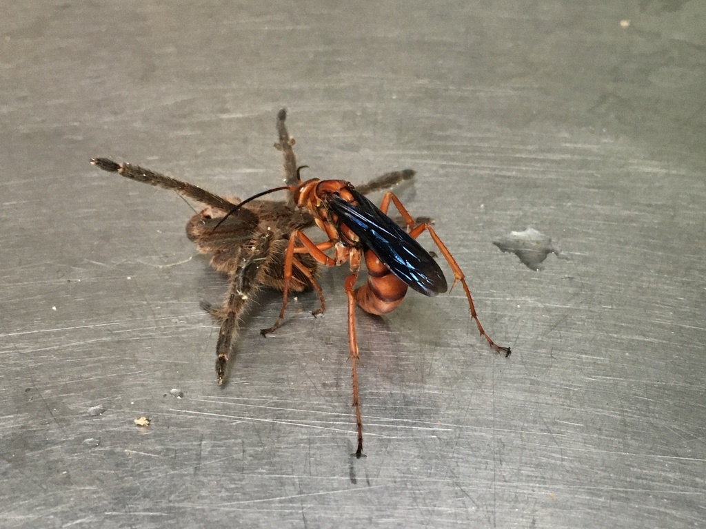 Rusty Spider Wasp from Adrianópolis, PR, BR on January 17, 2022 at 04: ...
