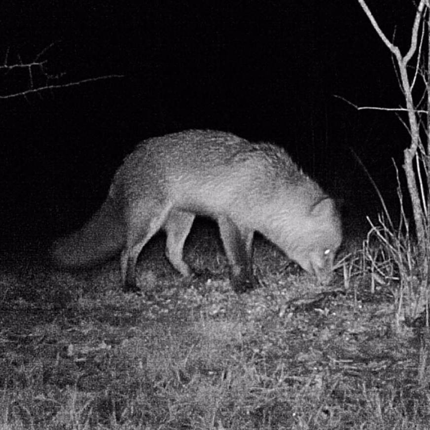 Ræv - Vulpes vulpes - Fund #f0e62cc3-0cc4-192d-f626-b2e26e8875f7 - Arter
