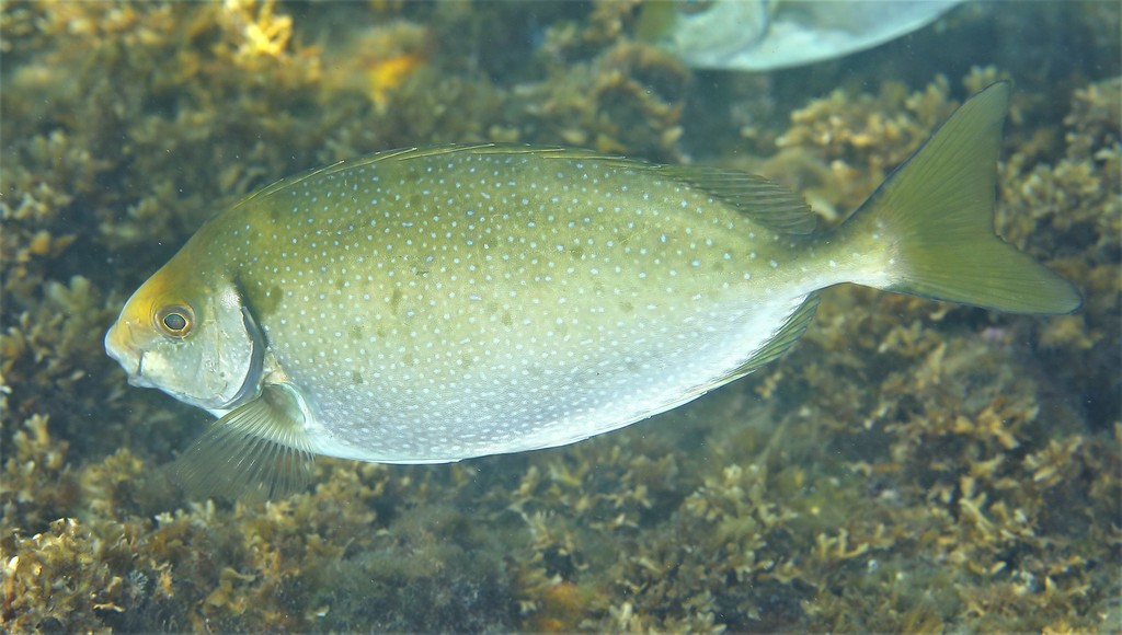 Dusky Rabbitfish from Sydney NSW, Australia on February 20, 2022 at 01: ...