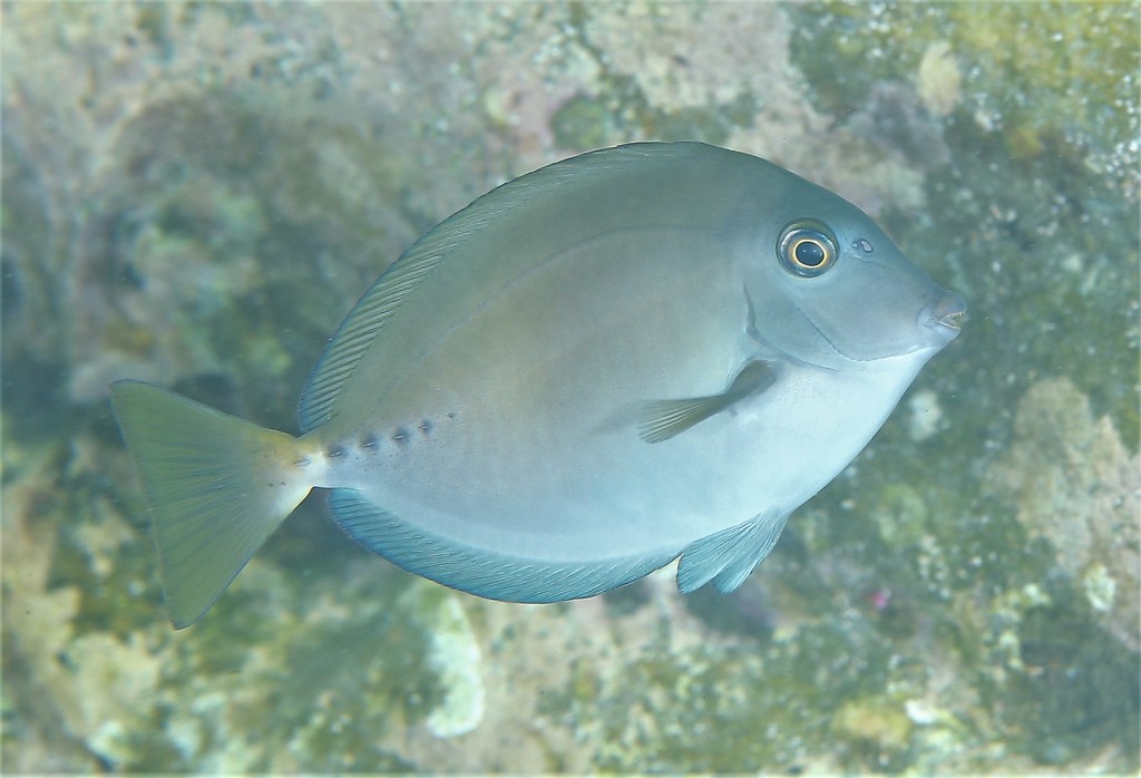 Australian Sawtail from Sydney NSW, Australia on February 20, 2022 at ...