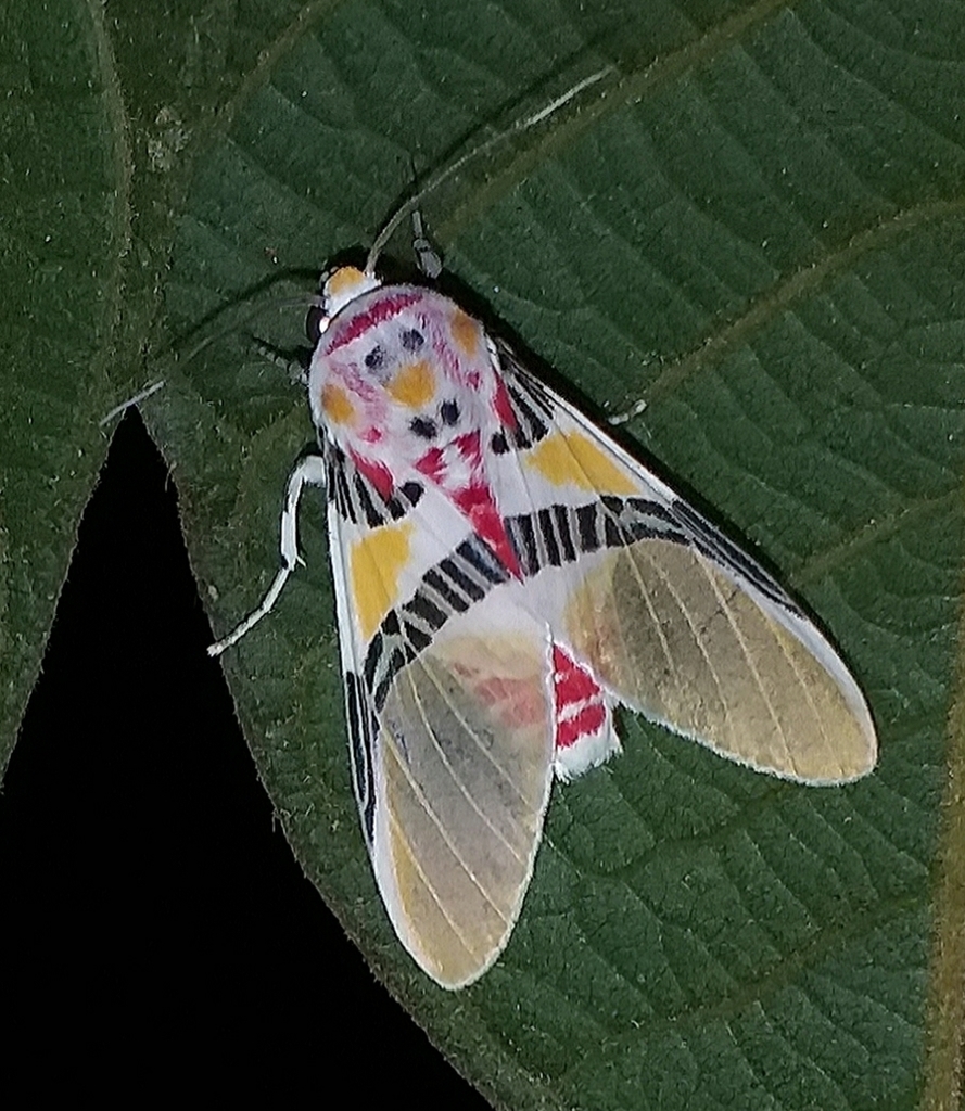 Idalus from Nocaima on February 19, 2022 at 08:02 PM by Oscar Enciso ...