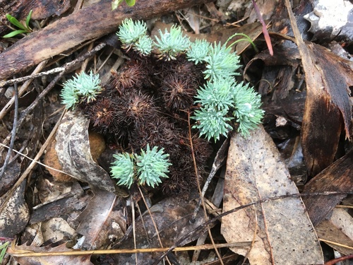 Subspecies Stylidium tenue tenue · iNaturalist United Kingdom