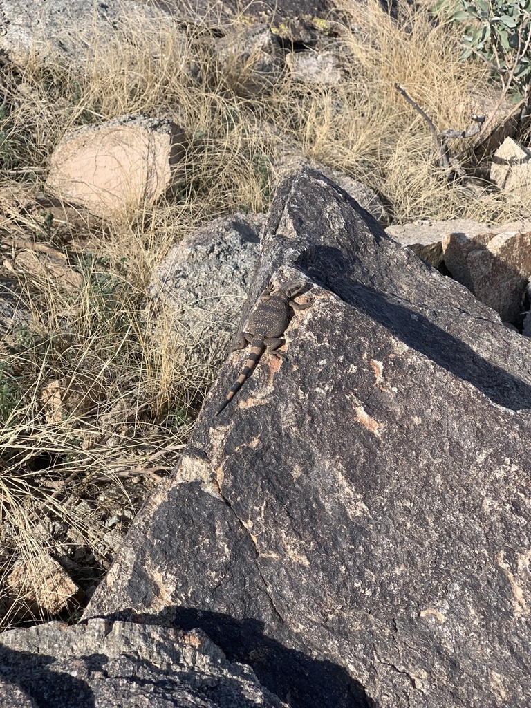 Common Chuckwalla from South Mountain Park/Preserve, Phoenix, AZ, US on ...