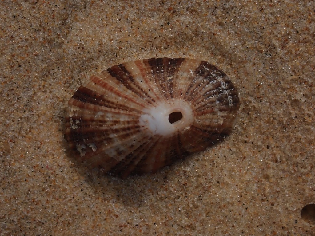 Diodora lineata from Hungry Head, New South Wales, Australia on ...