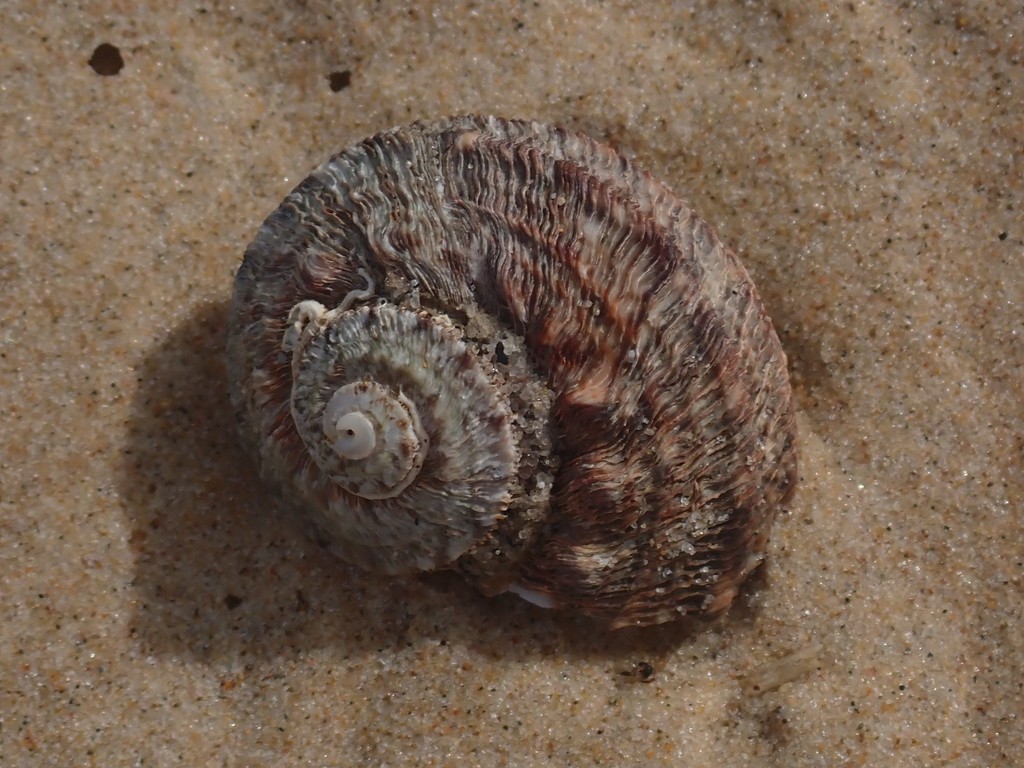 Rough turban shell from Hungry Head NSW 2455, Australia on February 20 ...