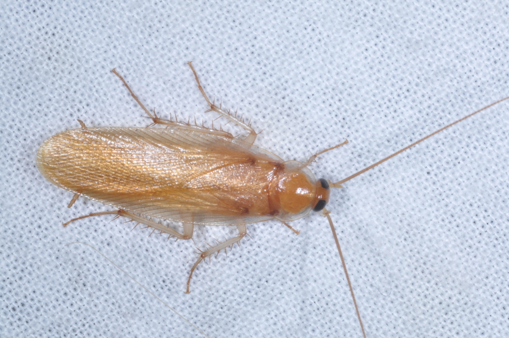 Wood Cockroaches from Punilla Department, Cordoba, Argentina on ...