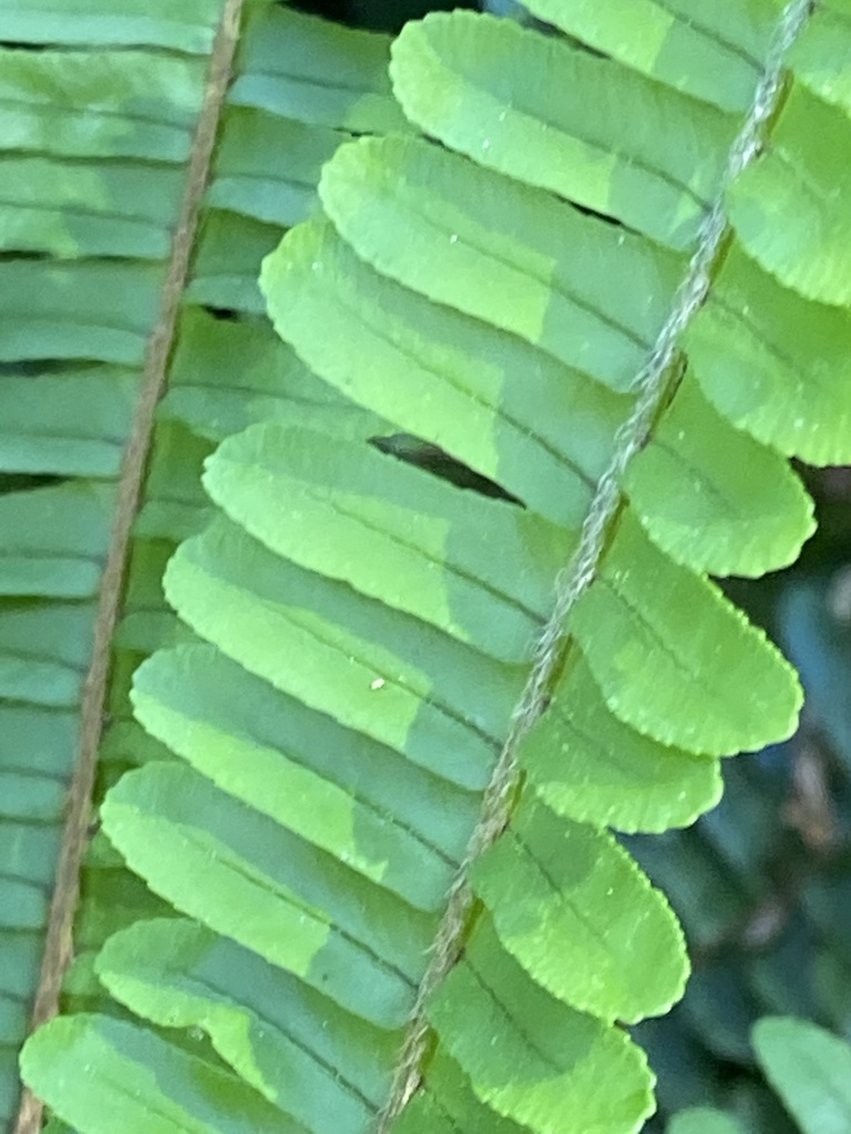 Fishbone Fern from Lettuce Lake Park, Tampa, FL, US on February 20 ...
