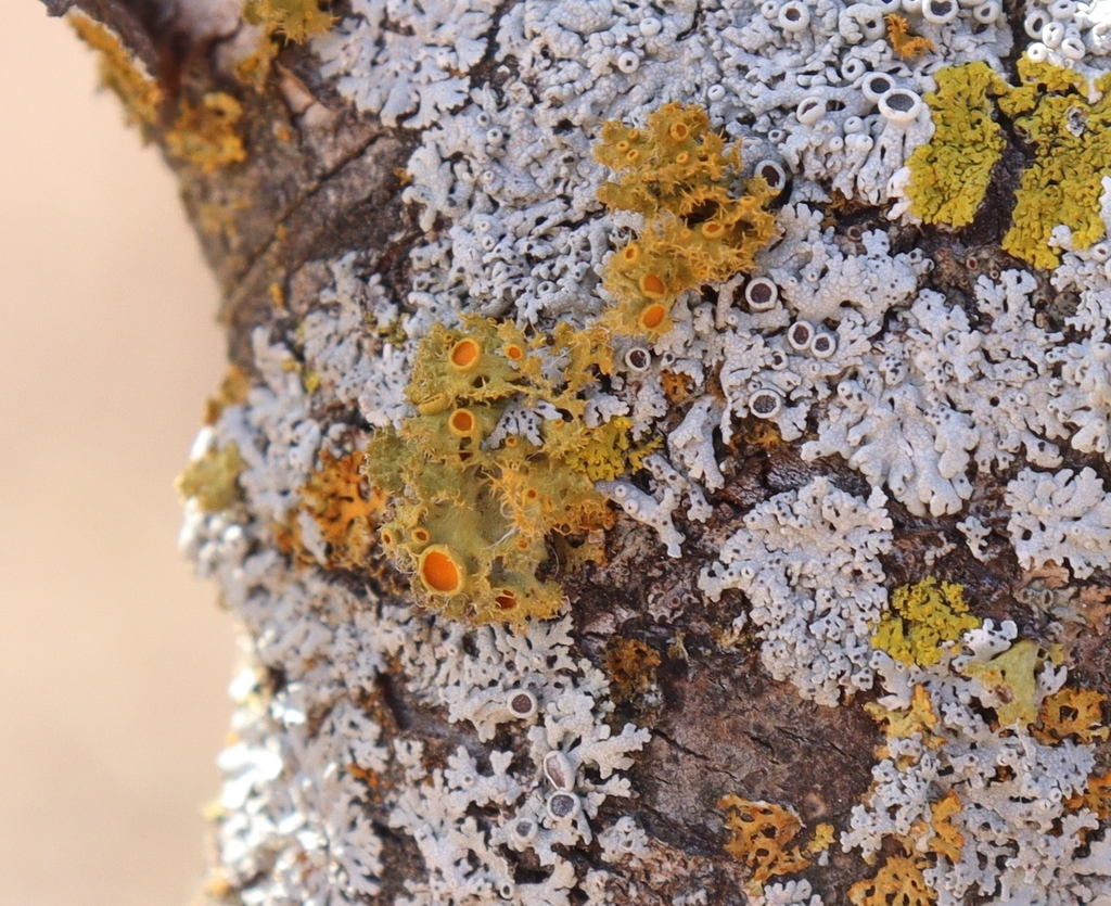 Golden-eye Lichen from Edmond, OK 73013, USA on February 20, 2022 at 02 ...