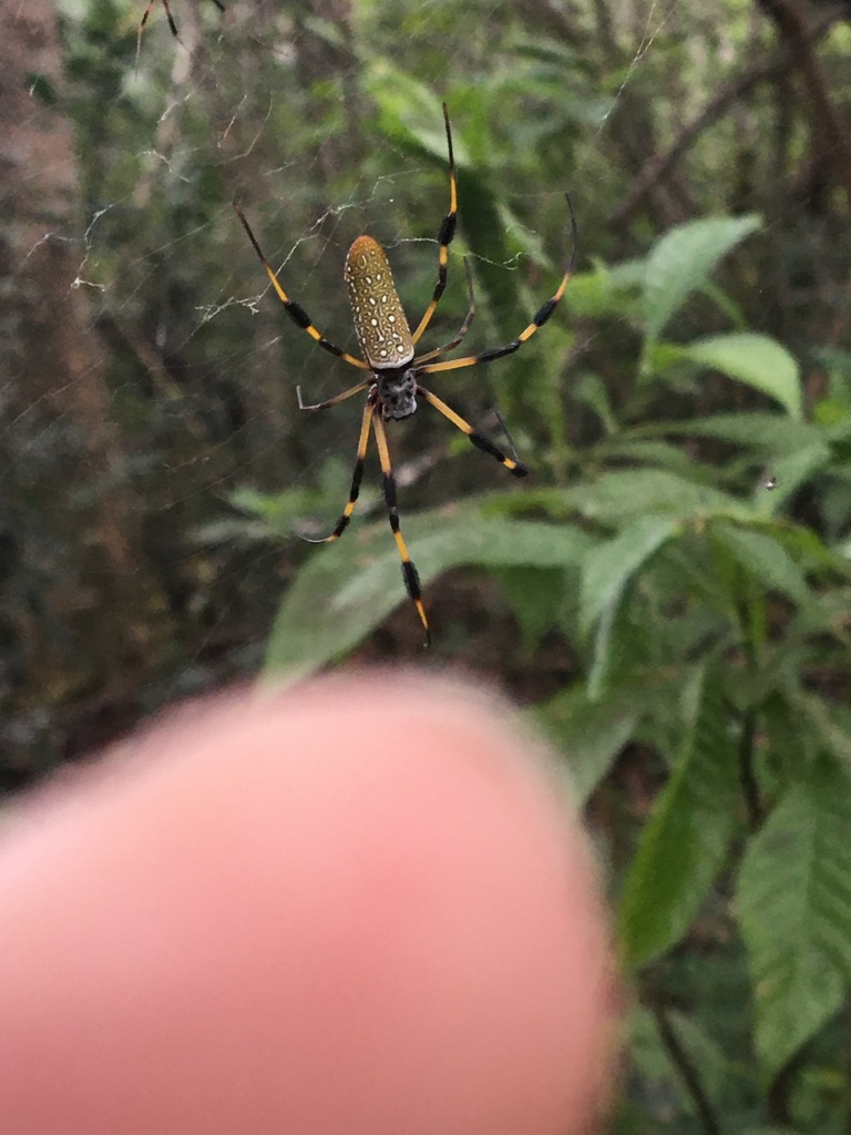Golden Silk Spider from Bill Sadowski Park, Palmetto Bay, FL, US on ...