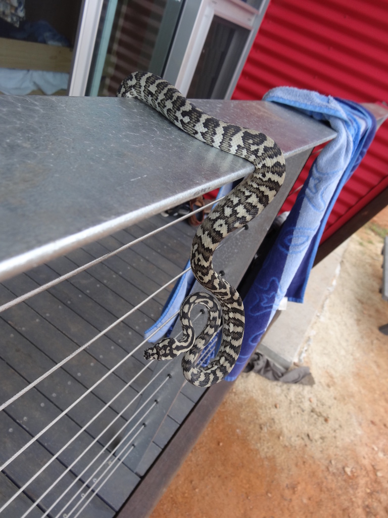 Jungle Carpet Python from Cape Tribulation QLD 4873, Australia on June ...