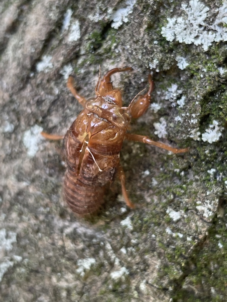 Cicadettina from Christchurch Central, Christchurch, Canterbury, NZ on ...