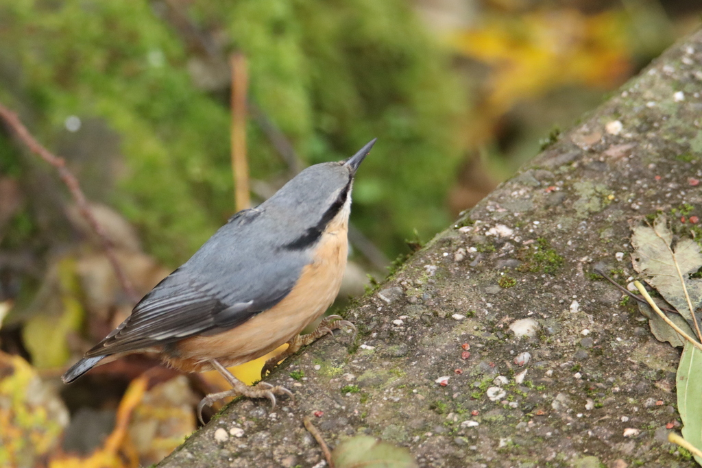 Eurasian Nuthatch from 67110 Reichshoffen, France on November 11, 2021 ...