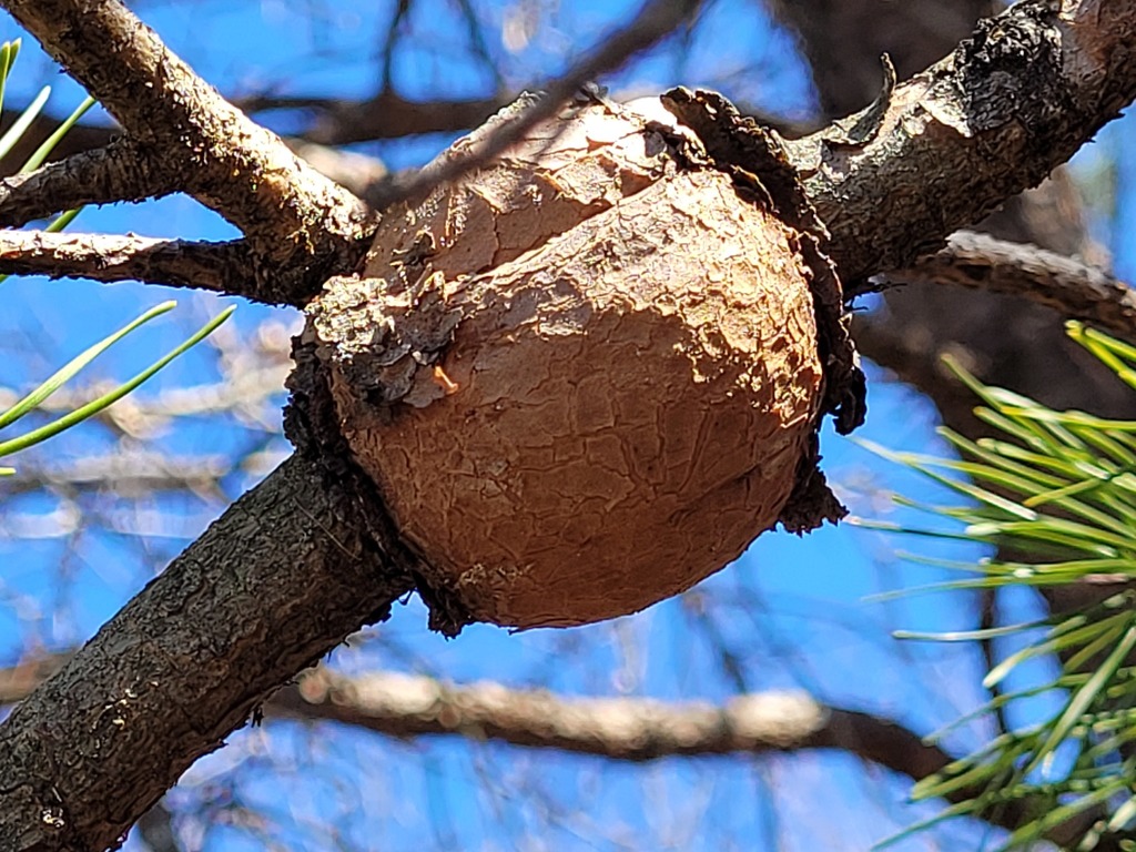 Pine-oak gall rust from Howard County, MD, USA on February 20, 2022 at ...