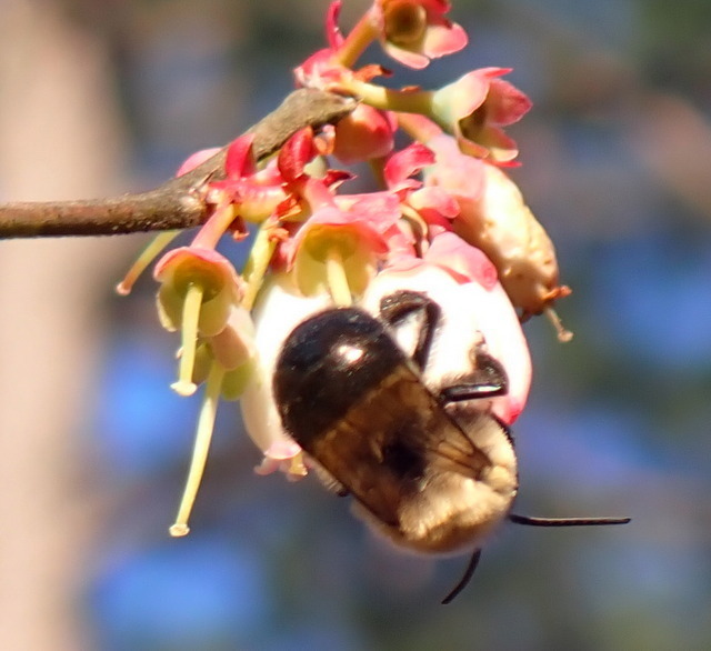 Blueberry Digger Bee from Quincy, FL, USA on February 20, 2022 at 04:28 ...