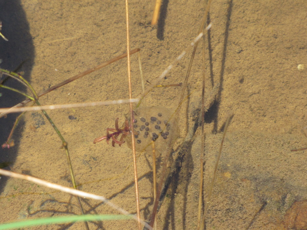 Northwestern Salamander from Cowichan Valley, BC, Canada on May 15 ...