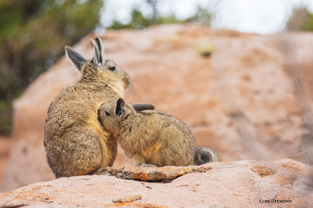 Mountain Viscacha from Nor Lípez, Bolivia on January 28, 2022 at 04:10 ...