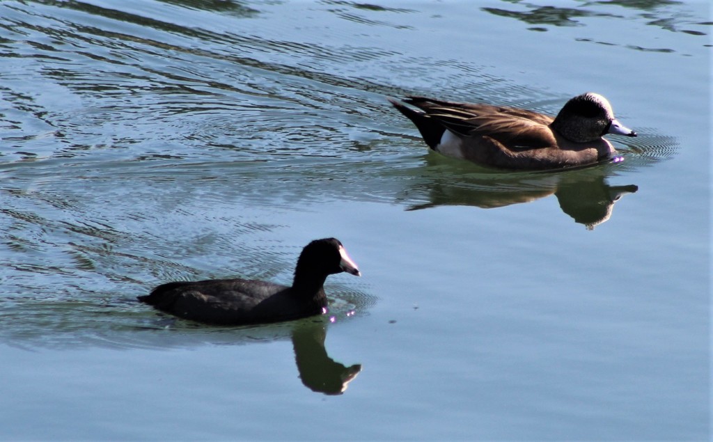 American Coot from Pacific Beach, San Diego, CA, USA on February 20 ...
