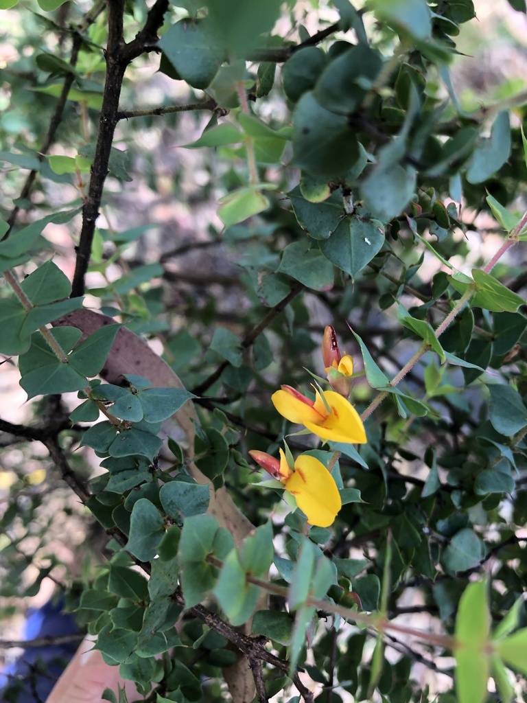 spiny bush-pea from Northwest Outer Brisbane, Upper Brookfield, QLD, AU ...