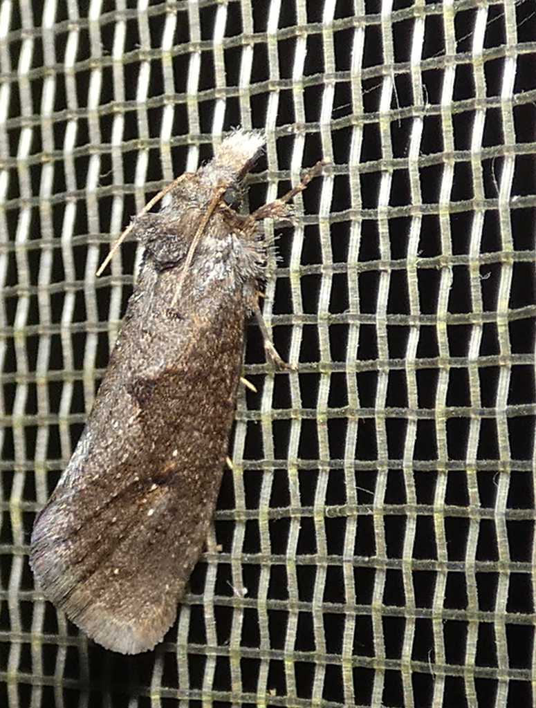 Grass Tubeworm Moths from Zona rural de Paudalho - Pernambuco on ...