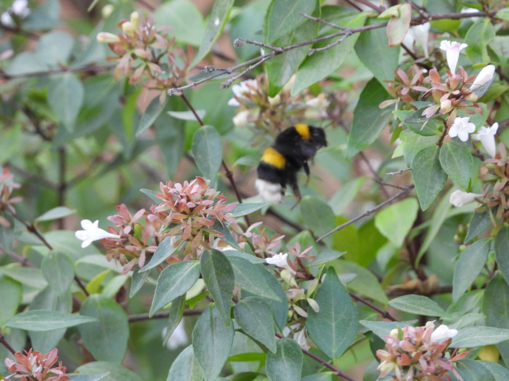 Buff-tailed Bumble Bee from Talca, Maule, Chile on February 12, 2022 at ...