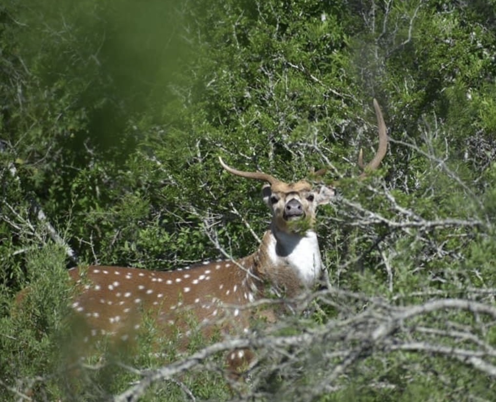Chital from Cotulla, TX, US on February 20, 2022 at 06:27 PM by ...