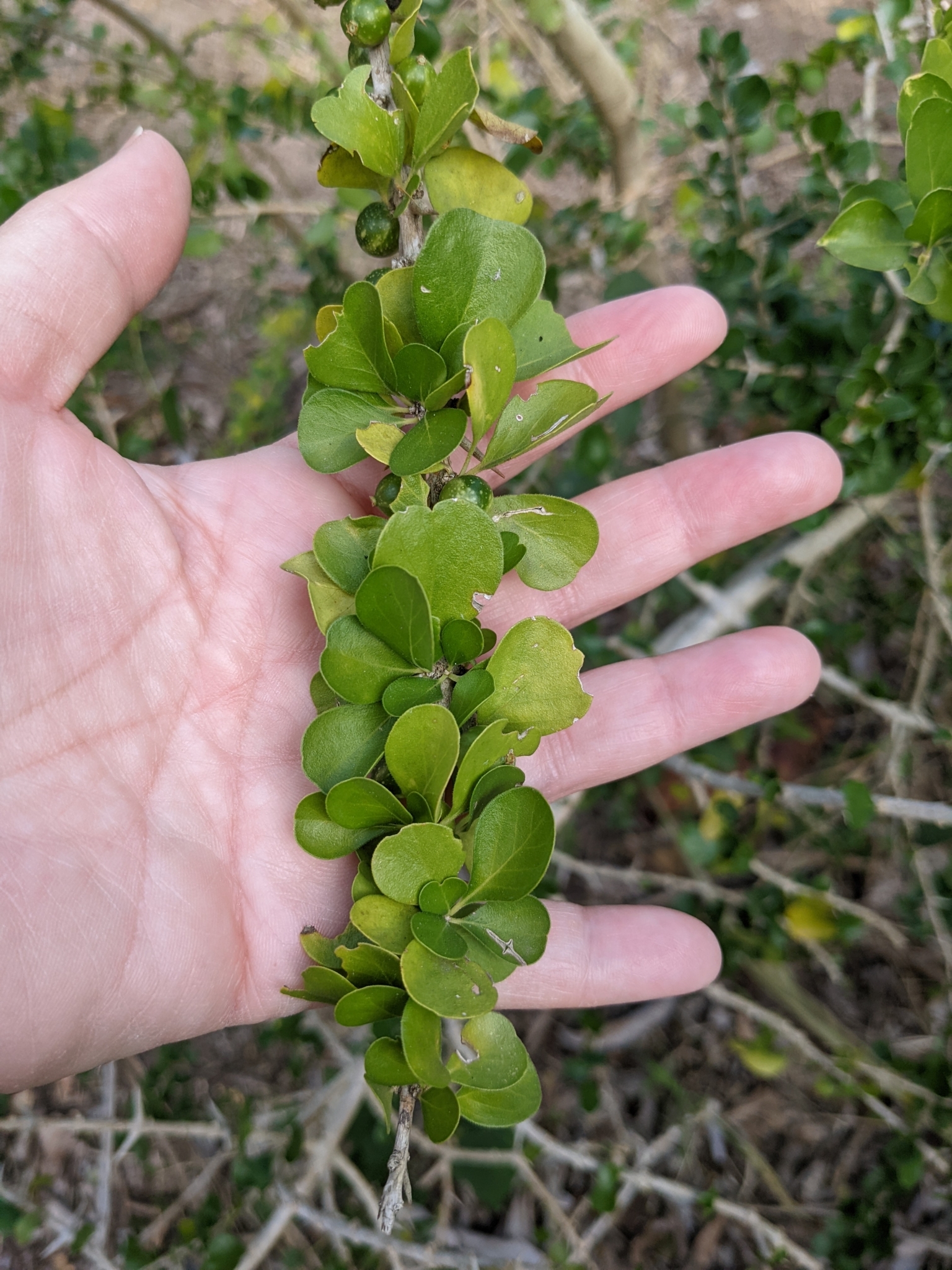Randia obcordata S.Watson