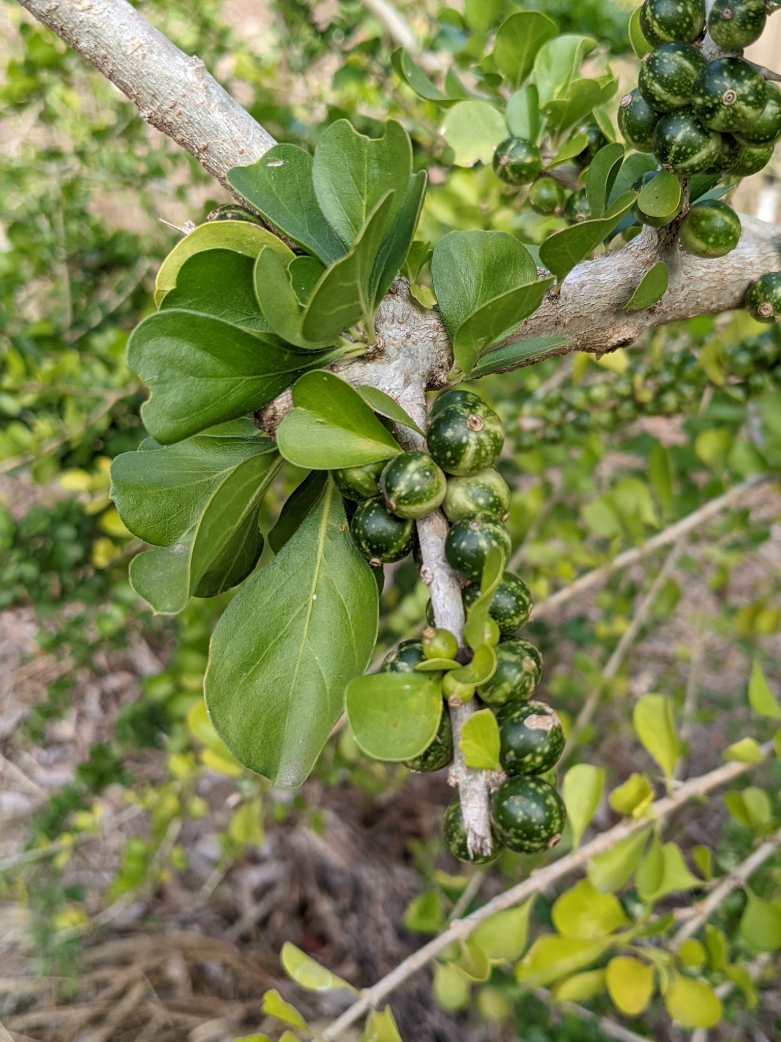 Randia obcordata S.Watson