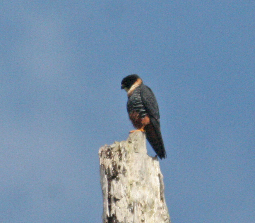 Bat Falcon from El Palmar, Bolívar 8050, Bolívar, Venezuela on February ...