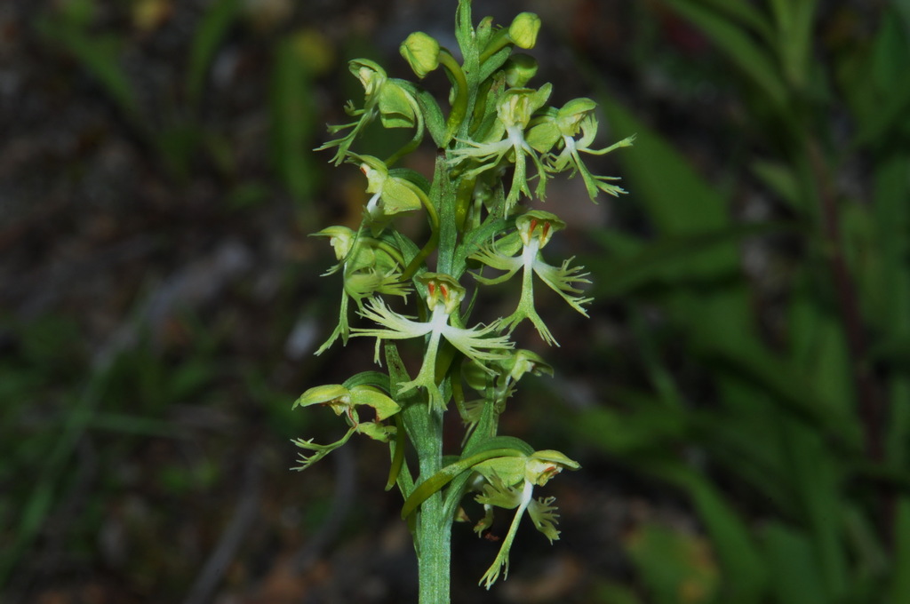 ragged fringed orchid in July 2012 by Brian Finzel · iNaturalist