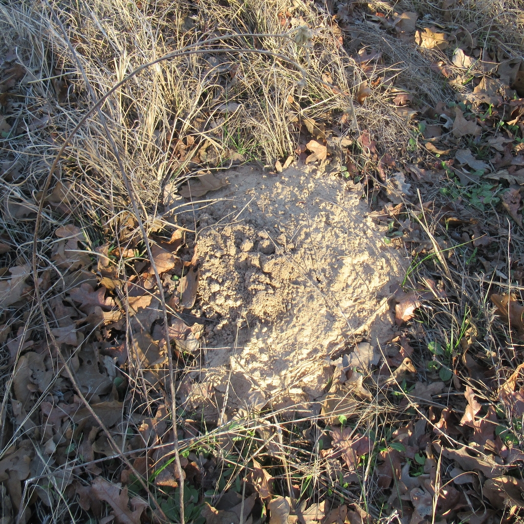Attwater's Pocket Gopher from Edwards Lake, Somerville, Burleson County ...