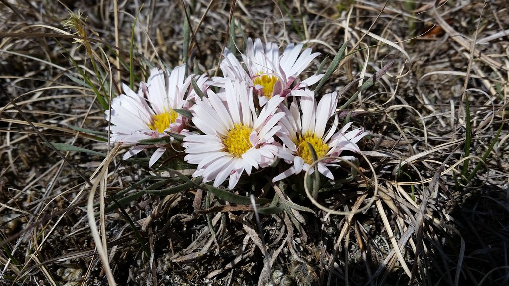 Easter daisy in May 2018 by manitoba_cdc · iNaturalist