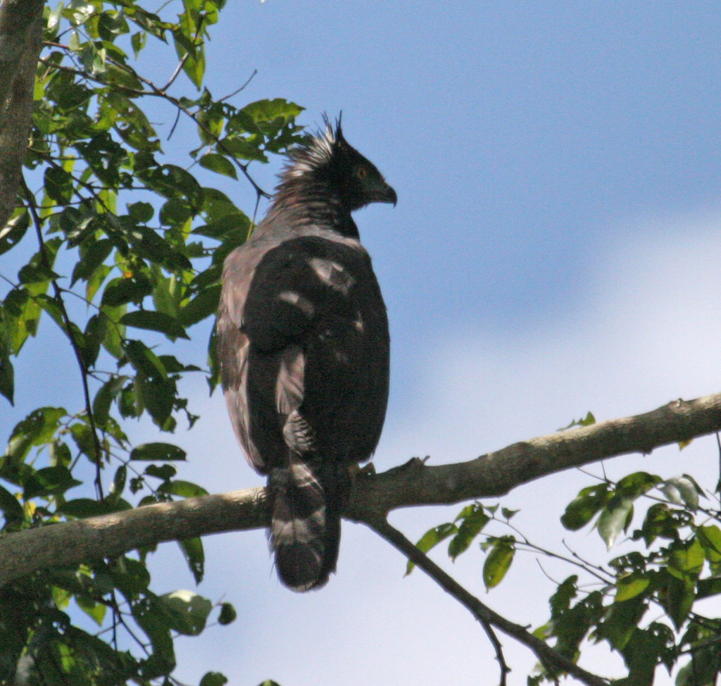 Black Hawk-Eagle from Valdez, 6161, Sucre, Venezuela on February 26 ...