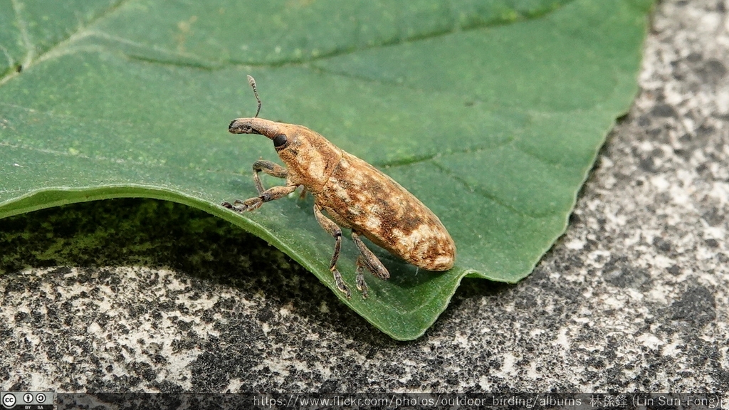 Gasteroclisus auriculatus from 台灣桃園市大溪河濱公園 on July 13, 2020 at 03:05 PM ...
