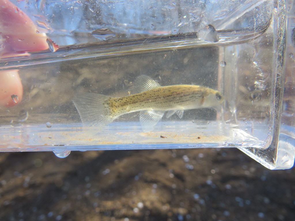 Northern Studfish from Shelbyville, TN, USA on February 20, 2022 at 12: ...