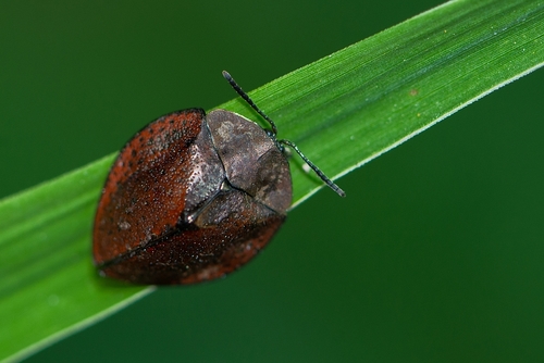 Stolas antiqua · iNaturalist