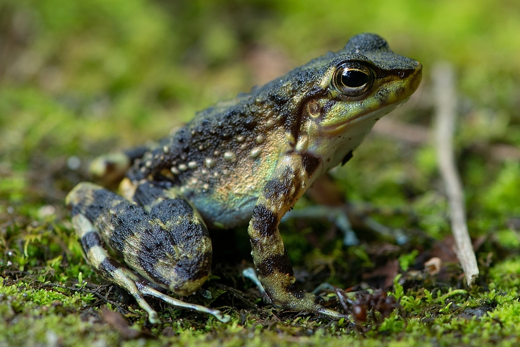 Brazilian Torrent Frog from Paranapiacaba, Santo André - SP, Brasil on ...