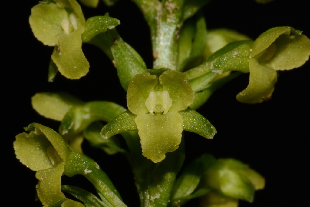 Southern Rein Orchid in July 2014 by Brian Finzel · iNaturalist