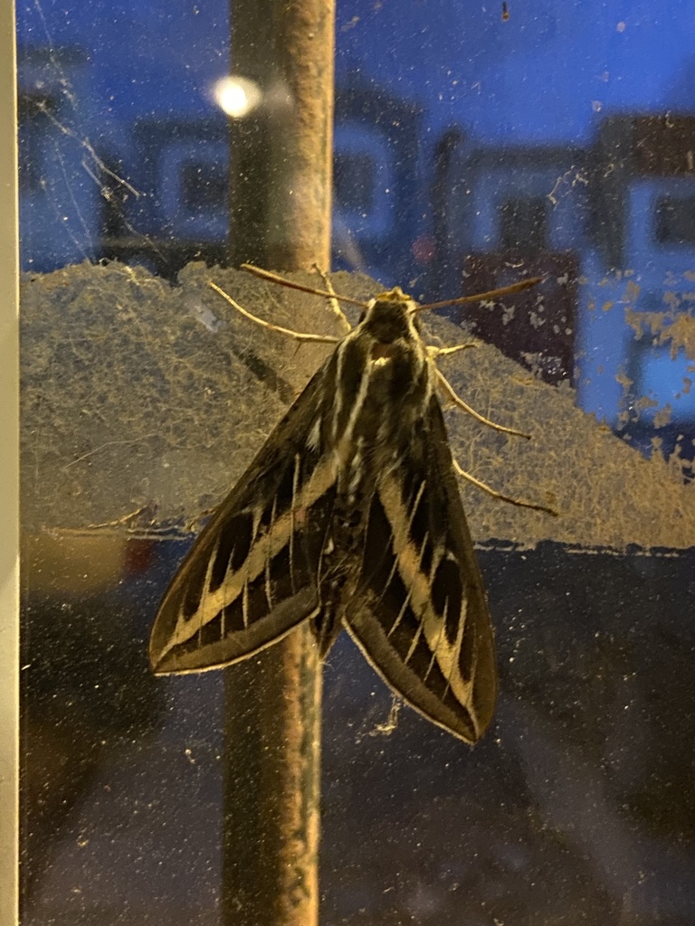 White-lined Sphinx from Calle Magnolia, Ensenada, BC, MX on February 20 ...