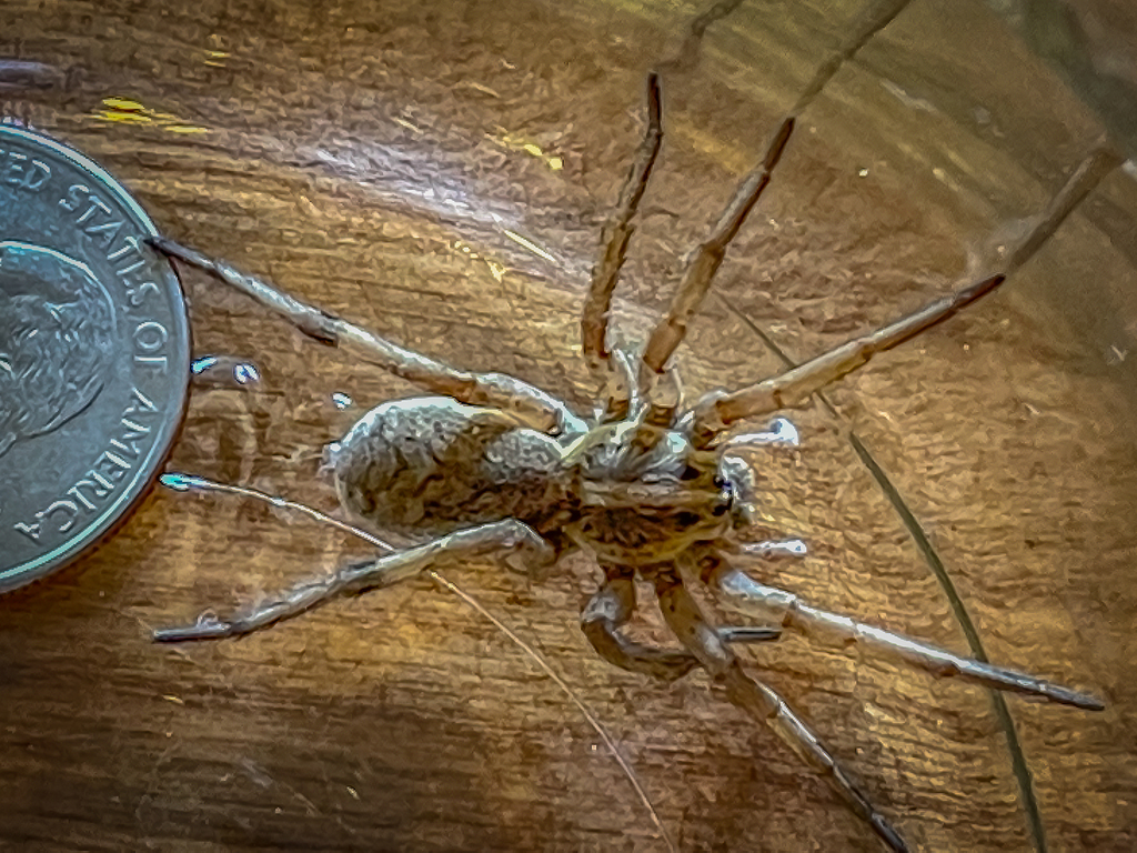 Hogna antelucana from Ivins, UT, USA on February 20, 2022 at 11:19 AM ...