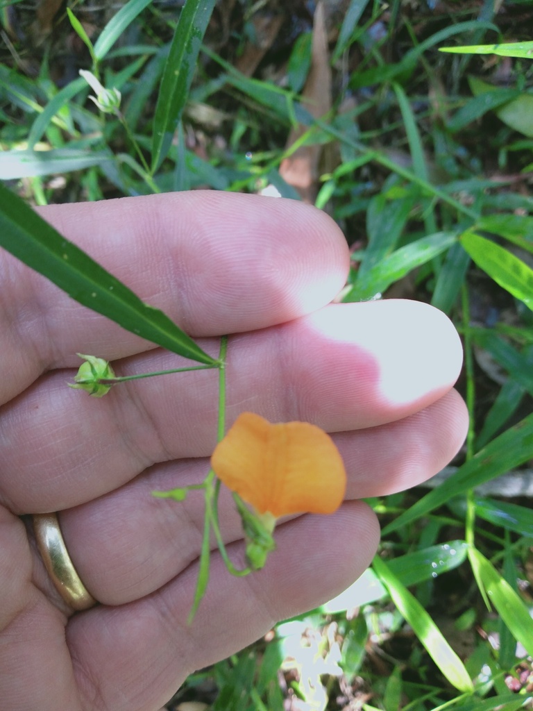 spade flower from Ashby NSW 2463, Australia on February 19, 2022 at 11: ...