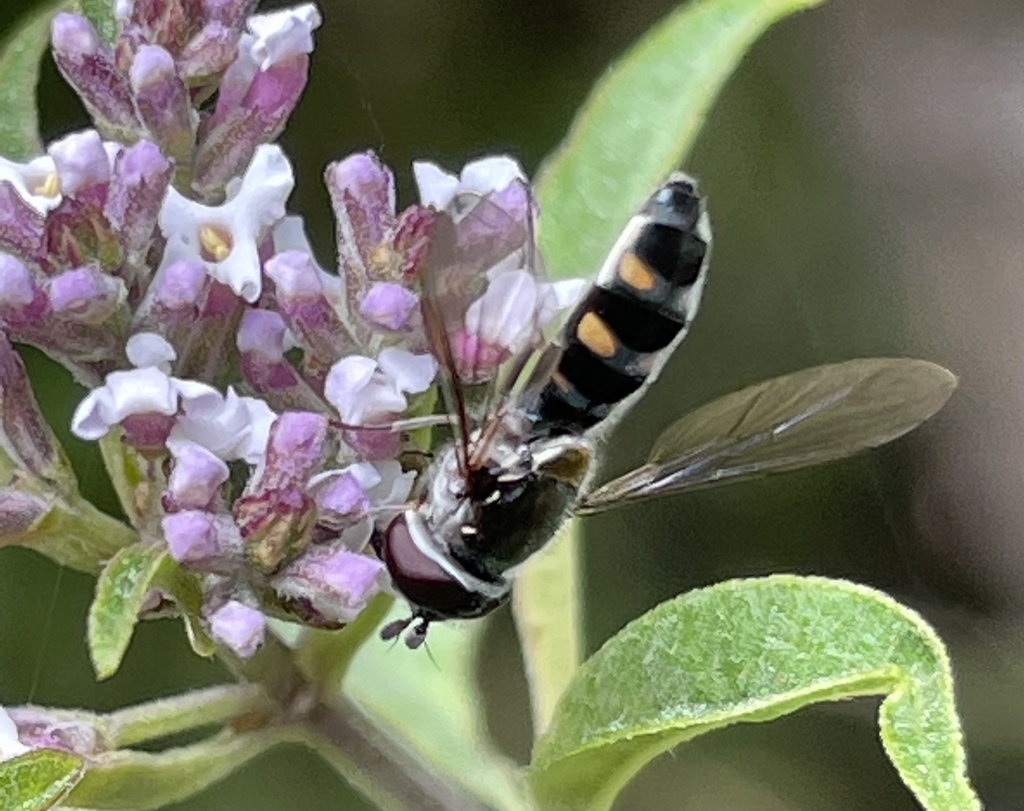 Syrphini from Boundary Tk E, Frankston South, VIC, AU on February 21 ...