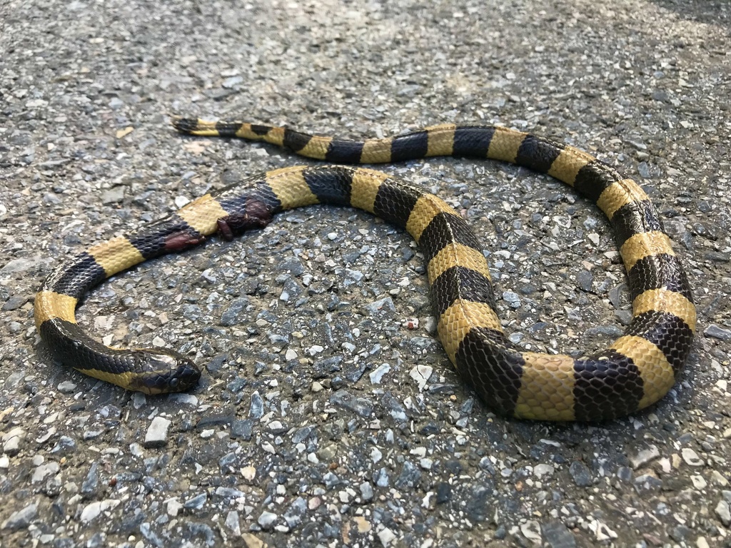 Banded Krait from ท่าธง, อ.รามัน, ยะลา, TH on February 19, 2022 at 03: ...